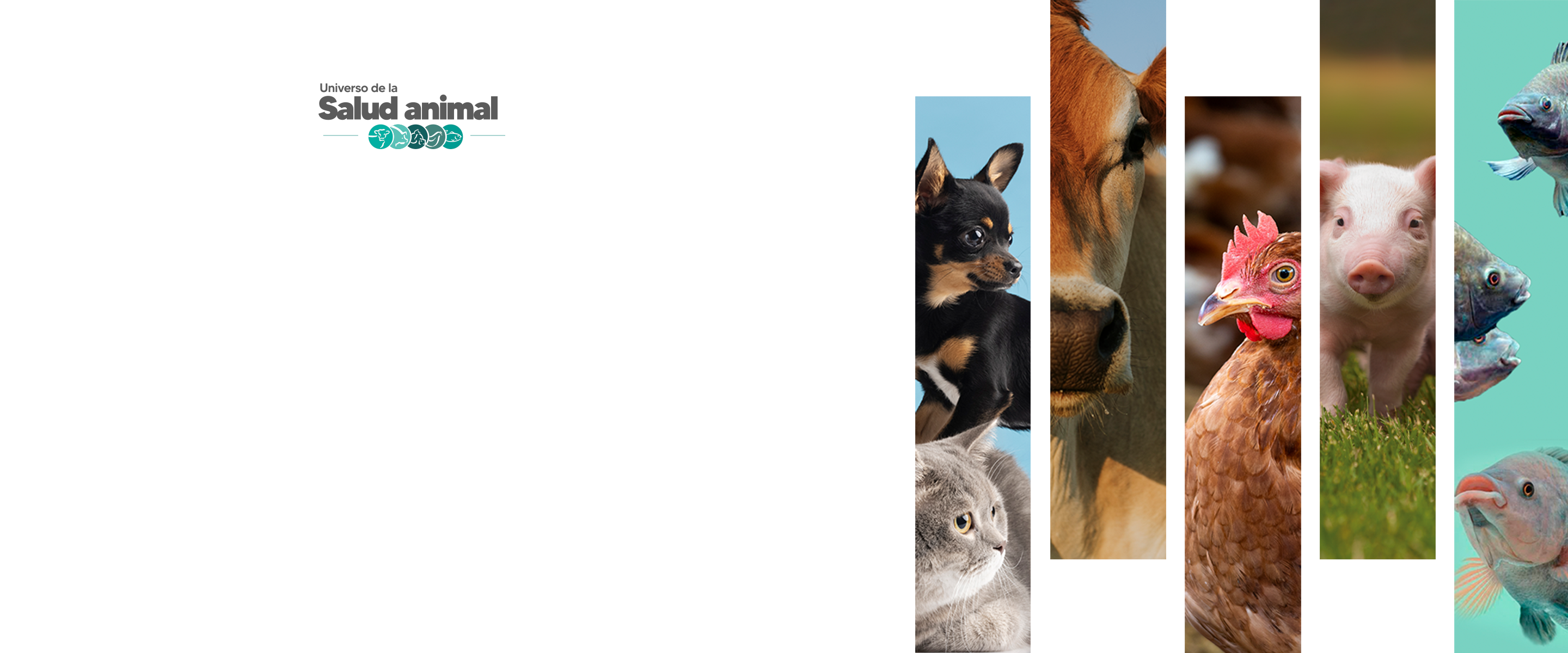 Inicio MSD Salud Animal Colombia