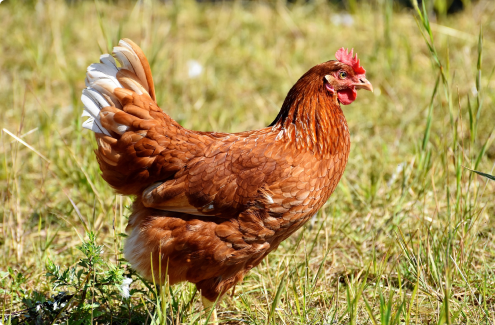 NOBILIS SG 9R, vacuna de MSD Salud Animal en Colombia