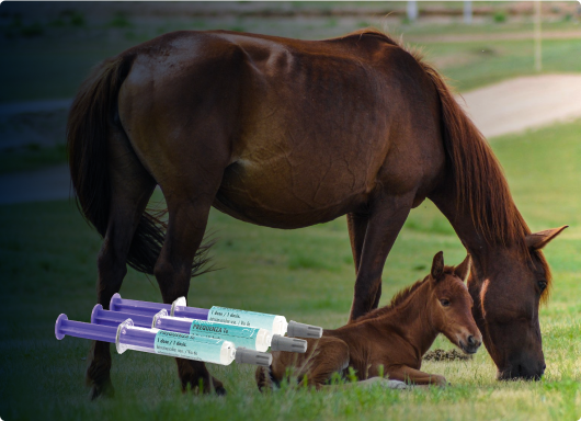 Productos Equinos - MSD Salud Animal Colombia