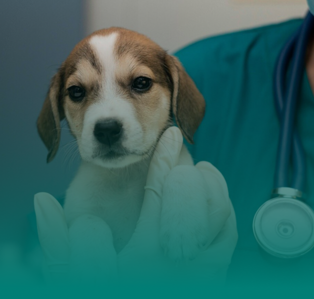 NOBIVAC Y PROCYON - MSD Salud Animal Colombia