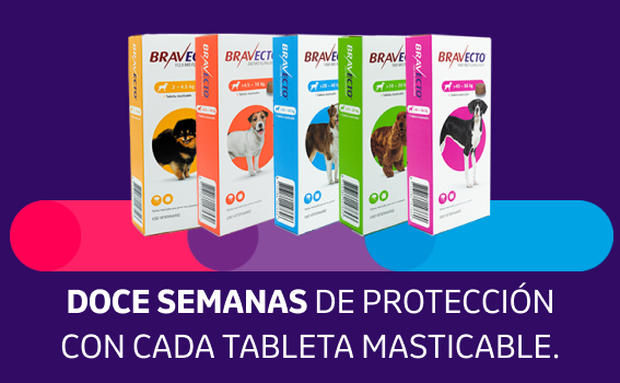 Bravecto veterinarios - perros - MSD Salud Animal Colombia