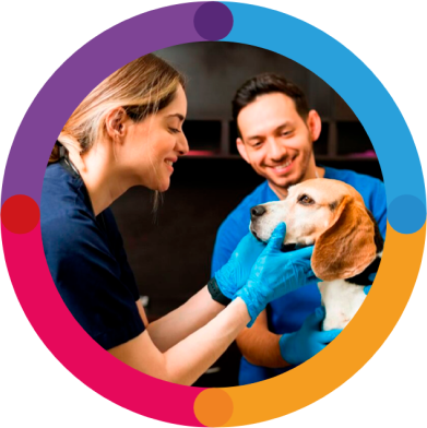 Bravecto veterinarios - enfermedades - MSD Salud Animal Colombia